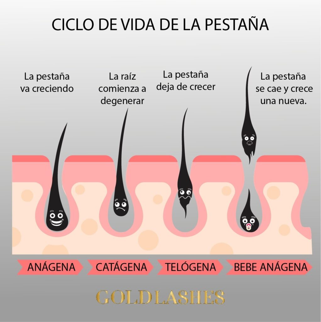 2.2 PESTAÑA NATURAL Y CICLO DE LA VIDA – Gold academy
