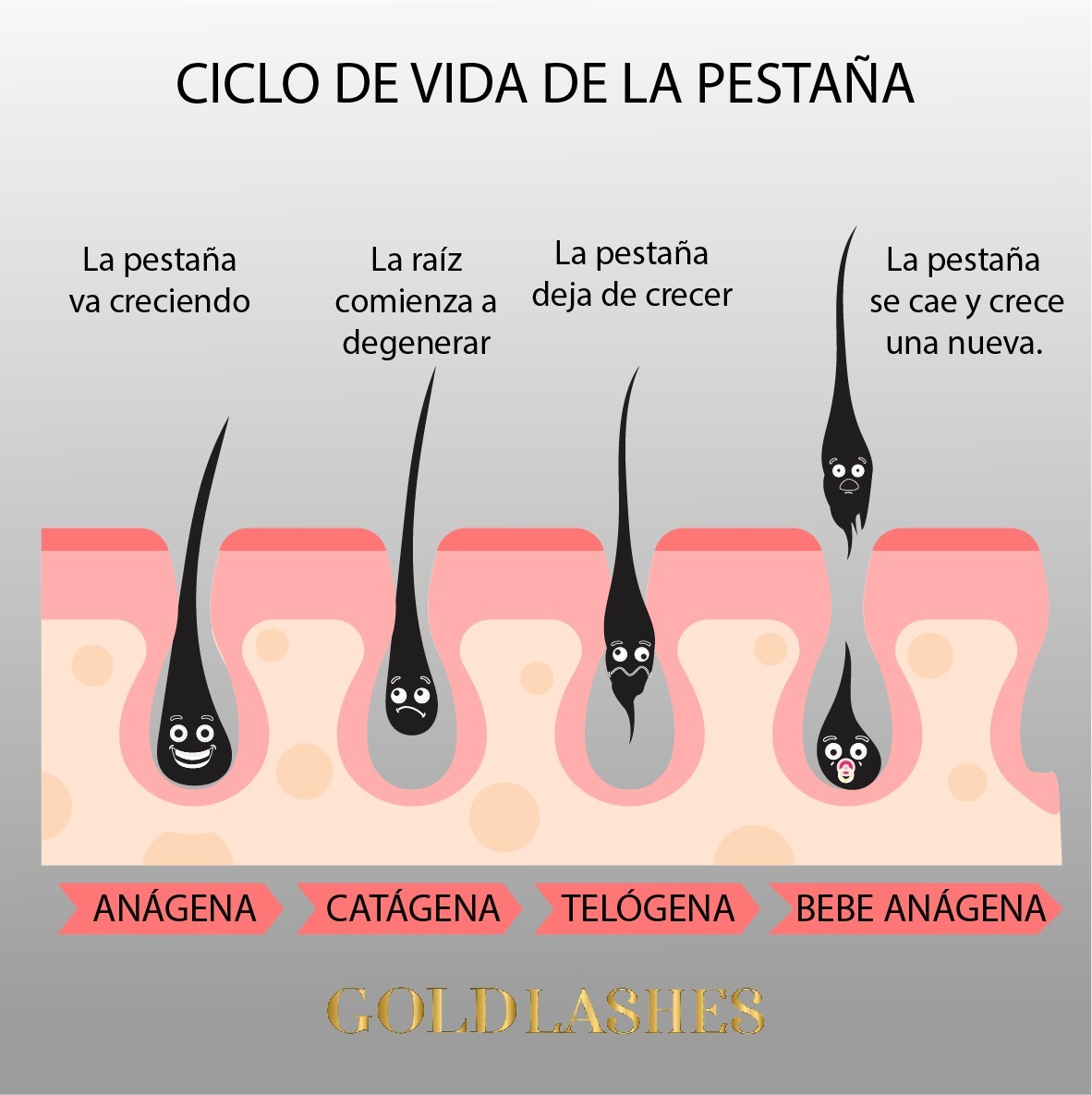 2.2 PESTAÑA NATURAL Y CICLO DE LA VIDA – Gold academy