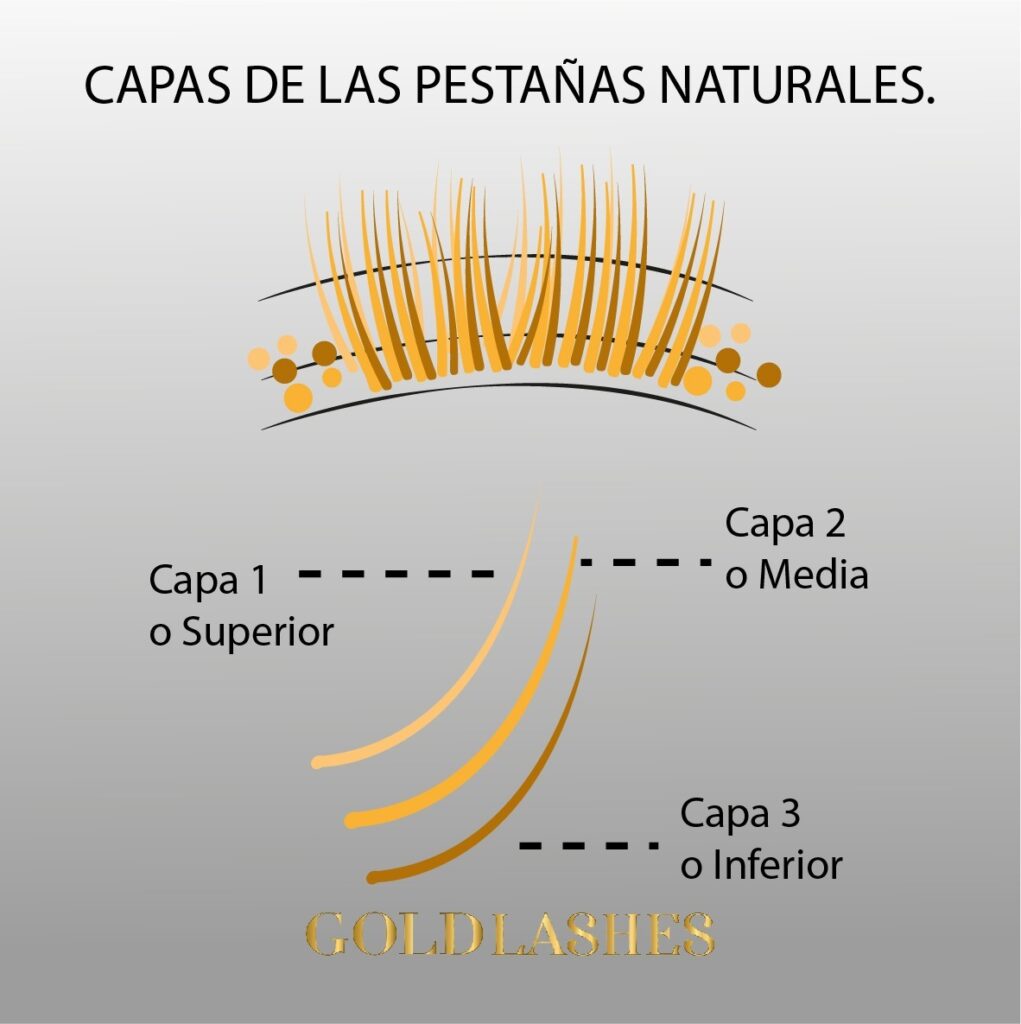 LINEA PERFECTA – Gold academy
