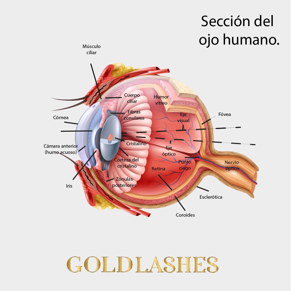 2.1 ANATOMIA DEL OJO – Gold academy